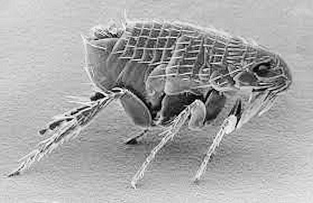 The Best Way To Get Rid Of Flea Infestation in Brandon FL